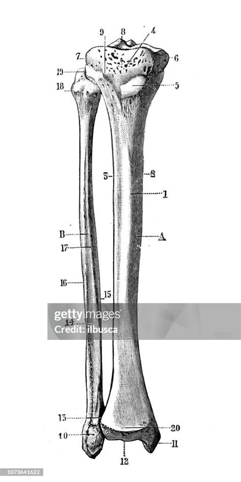 Tibia And Fibula Bone Diagram