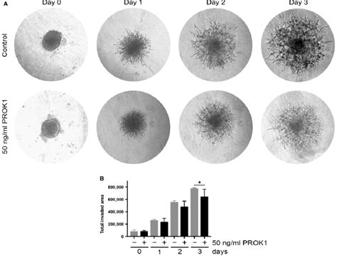 Spheroid Invasion Assay Using Htr 8svneo Trophoblast Cells With Or