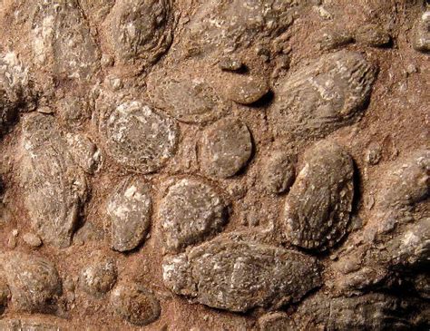 Fusulinid Archives Cochise College Geology