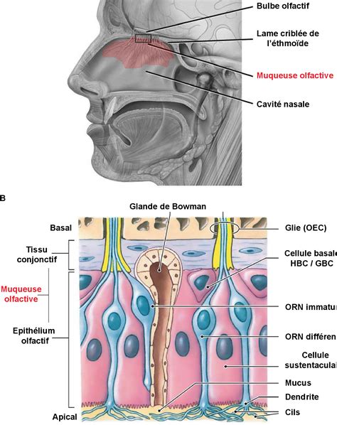 Figure 2 From Deciphering Olfactory Epithelium Development From Cell