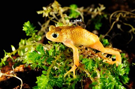 Menu For A Tiny Toad Wild View