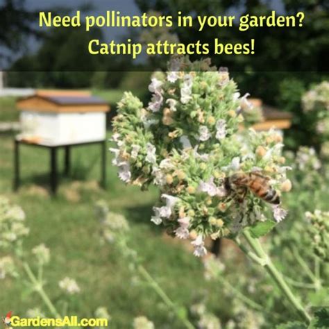 Consider Growing Catnip For People Another Herb With Great Benefits GardensAll