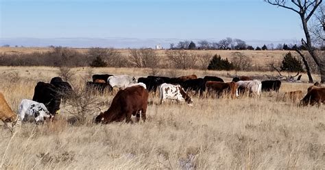 Cheatgrass Fire Grass Tetany Hay And Native Grass