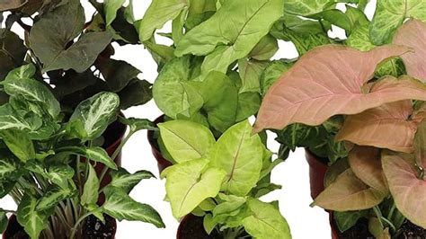 معرفی انواع گیاه سینگونیوم به همراه عکس