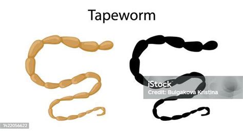 Parasites Worms In Domestic Animals Tapeworm Stock Illustration