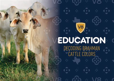 Decoding Brahman Cattle Colors V8 Ranch