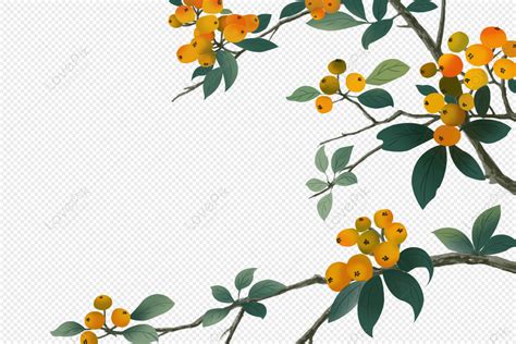 헤이즐넛 나무 Png 일러스트 무료 다운로드 Lovepik