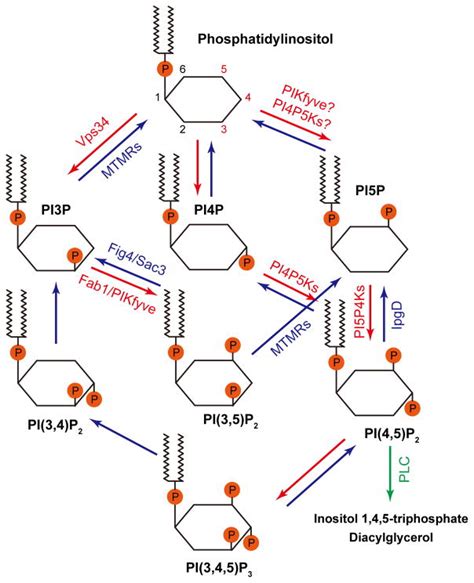 Pi5p And Pi 3 5 P2 Minor But Essential Phosphoinositides Pmc
