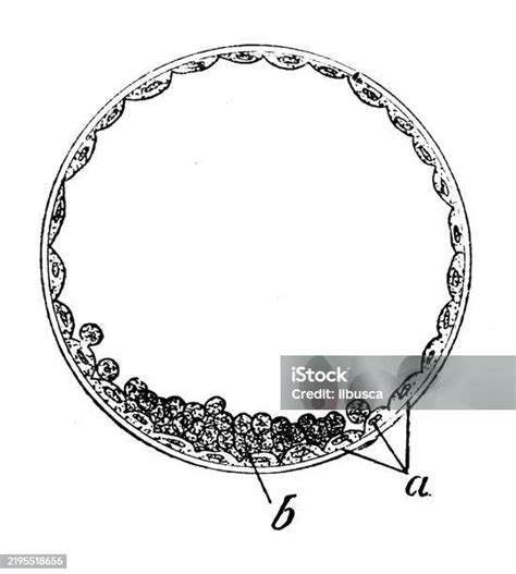 Blastula Stock Illustration Download Image Now 1890 1899 1898 19th Century Istock