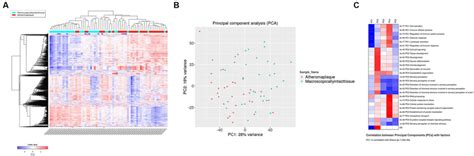 Hierarchical Clustering Heatmap A And Principal Component Analysis