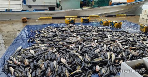 동해안 오징어 대신 복어만 가득