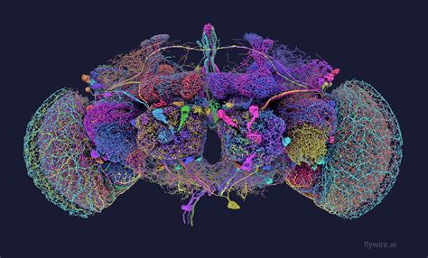 Scientists Release An Astounding Detailed Map Of A Fly Brain In