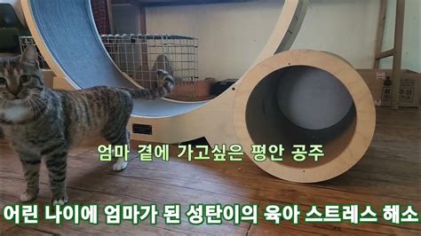 어린 나이에 엄마가 된 엄마냥이의 육아 해소는 어떻게 하나🍒🐱 Youtube