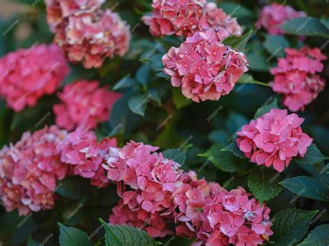 Premium Photo Hydrangea Flower In Garden