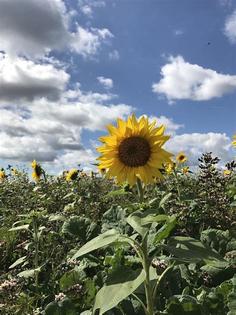 Girasol Naturaleza El Verano Foto Gratis En Pixabay Pixabay