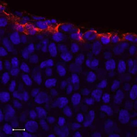 Conventional Immunostaining Protocol With Short Term Fixation