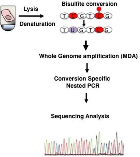 Single Cell Locus Specific Bisulfite Sequencing Slbs For Direct Detection Of Epimutations In