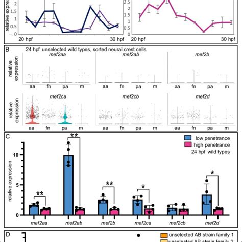 Wild Type Gene Expression Studies Reveal Mef2 Paralog Expression