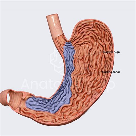 Gastric Mucosa Anatomyapp