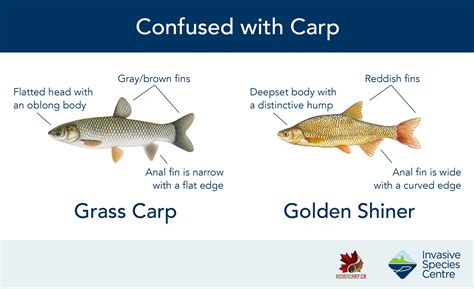Grass Carp Vs Common Carp