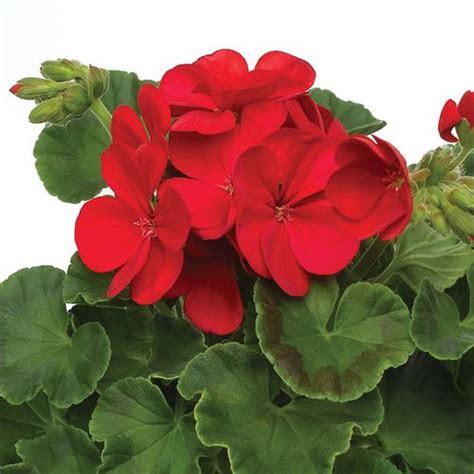 Multibloom™ Red Hybrid Geranium Seeds Seedsheirloom