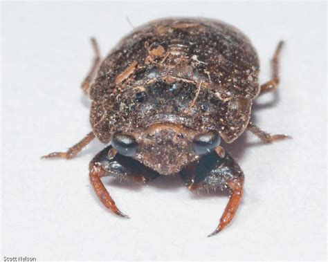 Toad Bug Nerthra Stygica Bugguide Net