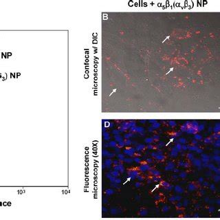 Flow Cytometry And Confocal Imaging Were Used To Assess The