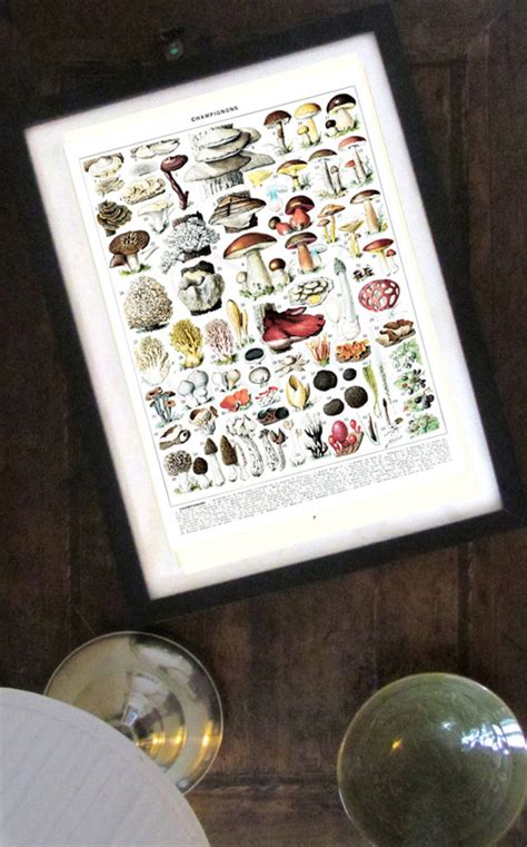 Mushrooms Print 1936 Vintage Mushroom Chart Vintage Kitchen Etsy