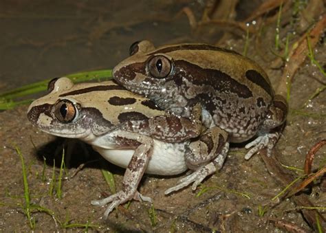 Bubbling Kassina Kassina Senegalensis Bdi