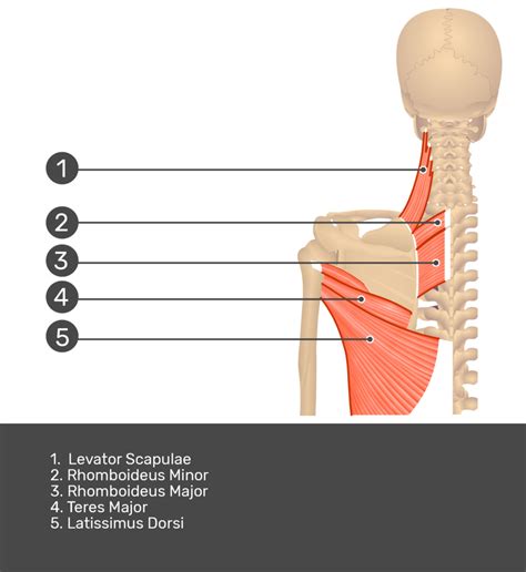 Rhomboid Major Function