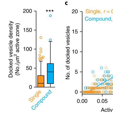 Presynaptic Ultrastructure Differs Between Single And Compound Synaptic