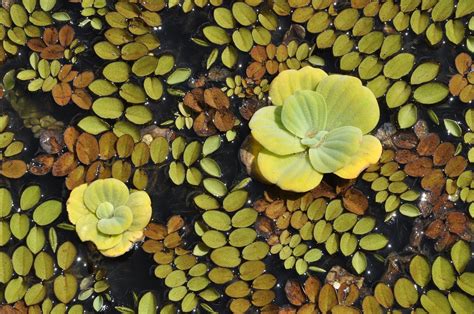 Aquatic Plants Water Pond Free Photo On Pixabay Pixabay