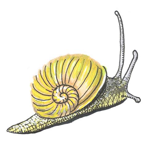 Draw Medieval Snails A One Page Folding Zine Etsy
