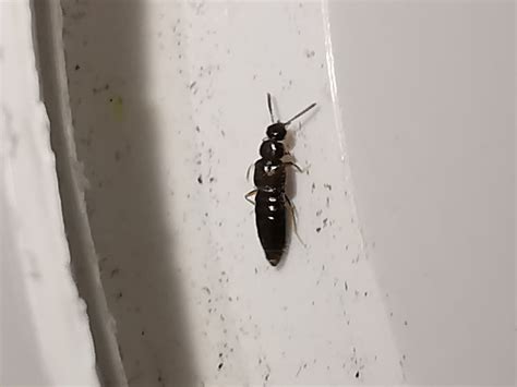 Atheta Coriaria Prototype Insectes