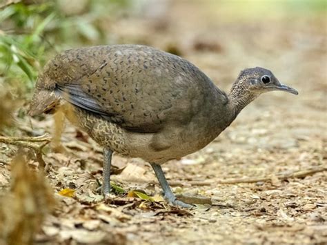 Distinguishing Characteristics Ornithology Practical Flashcards Quizlet