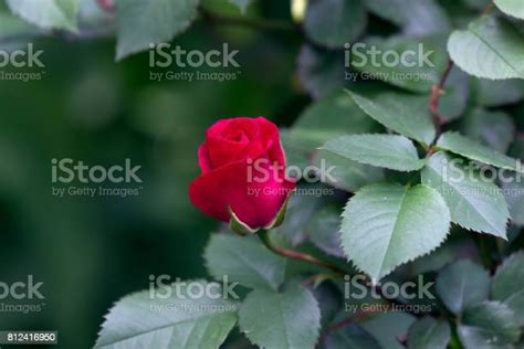 나무에서 빨간 장미 0명에 대한 스톡 사진 및 기타 이미지 0명 관목 꽃 나무 Istock