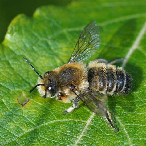 Native Bees Of Virginia Norfolk Botanical Garden