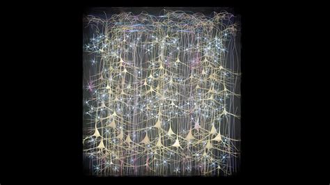 3d Histology Model Of 3d Microanatomy Model Of Cerebral Cortex Voka