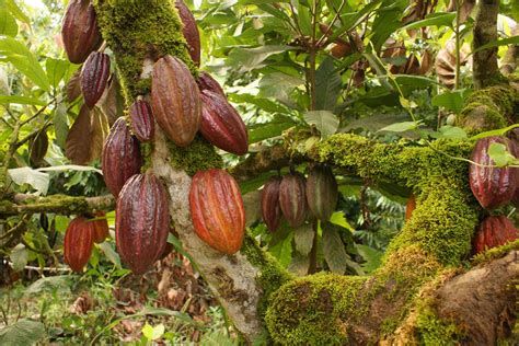 Tropical Tree Whose Seeds Are Used To Make Chocolate And Cocoa At Darren Yazzie Blog