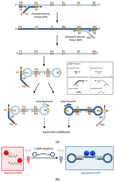 Biosensors Free Full Text Gold Nanoparticle Based Plasmonic Biosensors