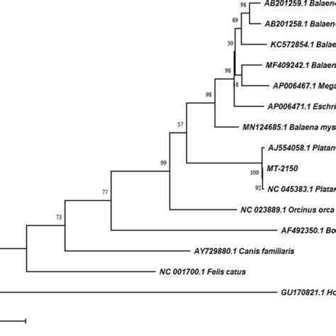 maximum likelihood tree based on the combined sequence of cytb and 16s