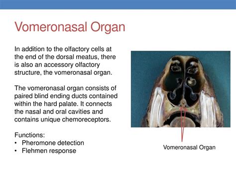 Ppt R Espiratory System Powerpoint Presentation Free Download Id
