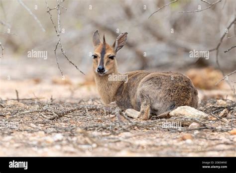 Common Duiker Sylvicapra Grimmia Adult Female Sitting On The Ground