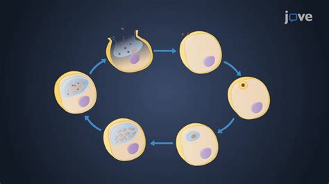 视频 Bacterial Phylum Chlamydiae