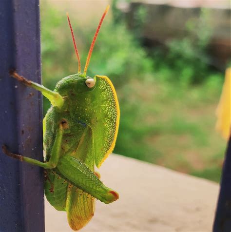 Hooded Grasshopper Pest Control Canada