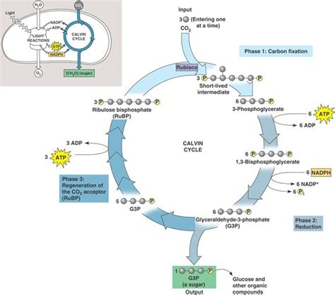 The Calvin Cycle Diagram Photosynthesis Teaching Biology Biology