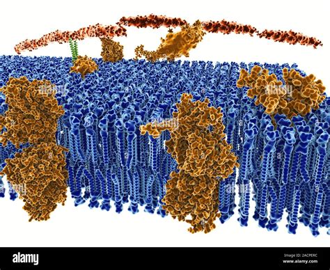 Computer Artwork Of A Cutaway Side View Of The Human Cell Membrane The