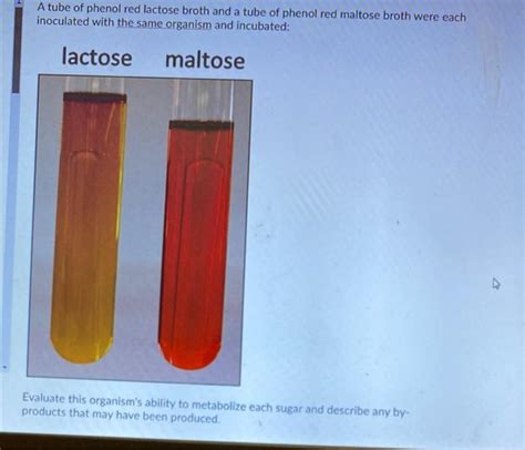 Solved A Tube Of Phenol Red Lactose Broth And A Tube Of