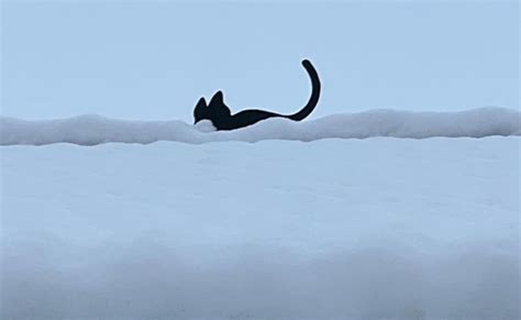 雪の上で遊ぶ黒猫 Bluetiara Designatelier（ブルーティアラデザインアトリエ）