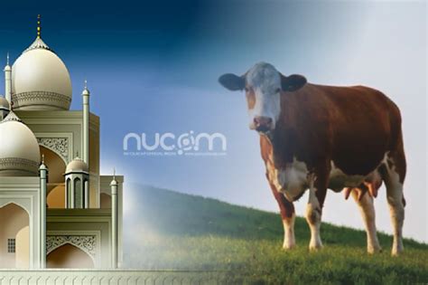 Hikmah Dan Keutamaan Ibadah Qurban Apa Saja